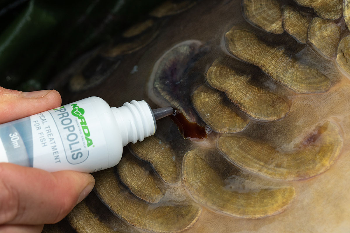 Carp Care - Taking Care Of Your Quarry | Korda