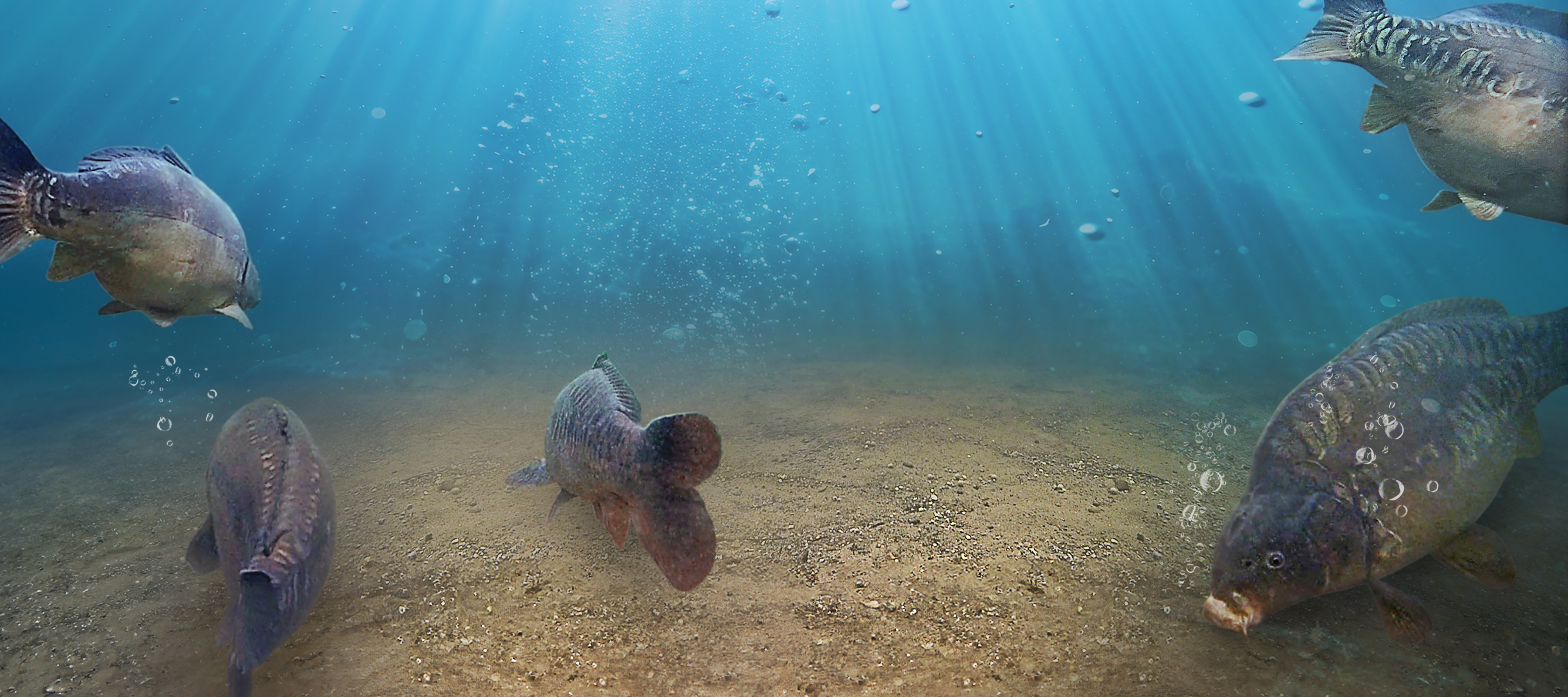 Korda Tackle - Carp Fishing Tackle